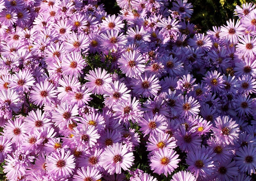 Herbstastern :-) Pflege - Herbstaster, Myrtenaster, Kissenastern und ...