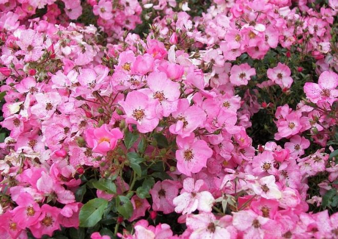 Wildrosen, Sorten mit halb- und ungefüllten Blüten :-) Strauchrosen für ...