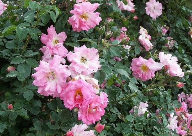 Wildrosen, Sorten mit halb- und ungefüllten Blüten :-) Strauchrosen für ...