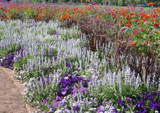 Ziersalbei-Arten für Sommer-Rabatten und Balkonkästen :-)