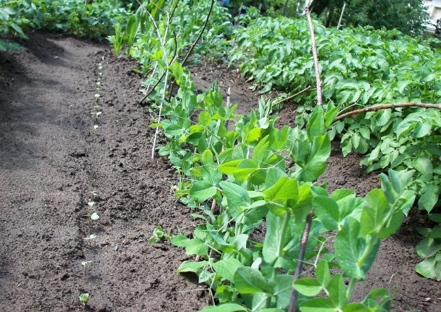 Schwarzer Rettich (Winterrettich) für den Herbstanbau - Top ...