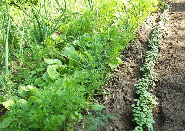 Schwarzer Rettich (Winterrettich) für den Herbstanbau - Top ...