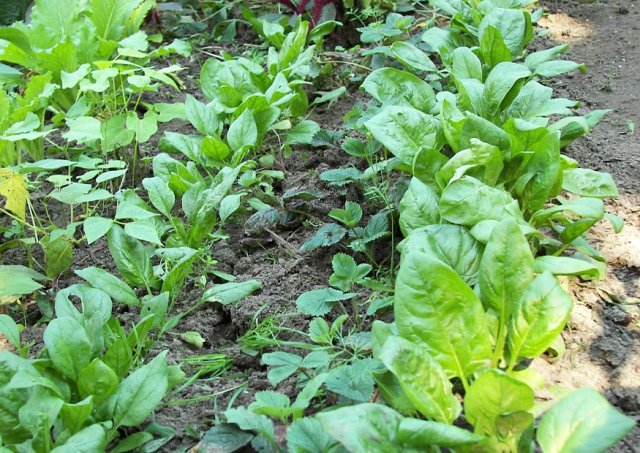 Schwarzer Rettich (Winterrettich) für den Herbstanbau - Top ...