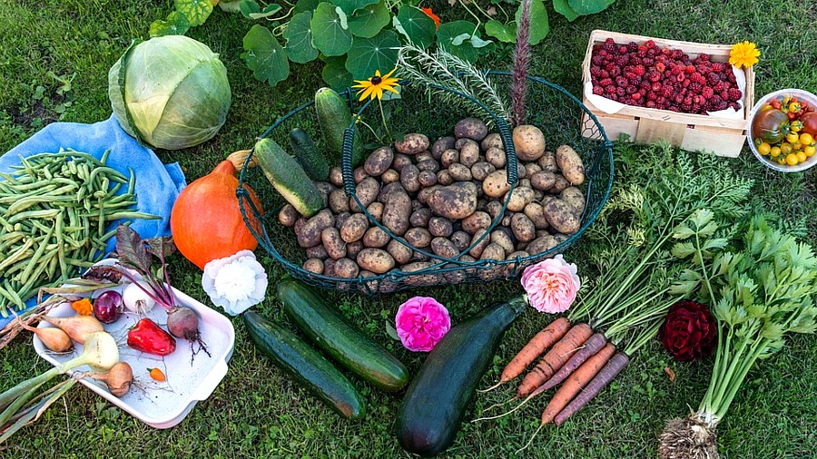 Selbstversorgung ohne Garten und Balkon: Realistische Tipps :-)