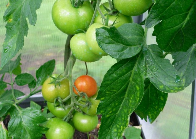 Tomaten anbauen: Anbau-Anleitung :-) Gießen, Geizen, Düngen, Ernten
