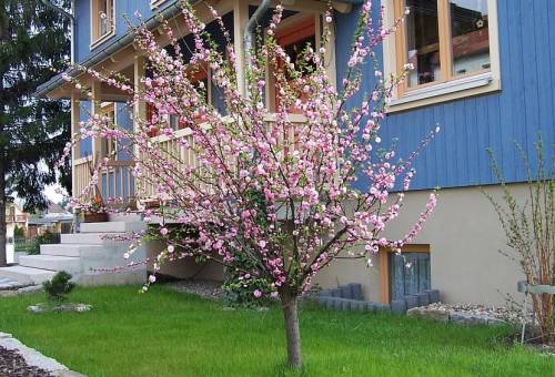 Das Mandelbäumchen (Prunus triloba) – Pflegetipps, wie schneiden?