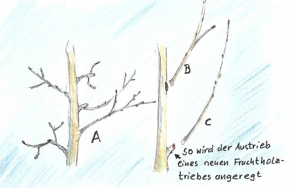 Apfelbaum schneiden – einfache Tipps für Anfänger